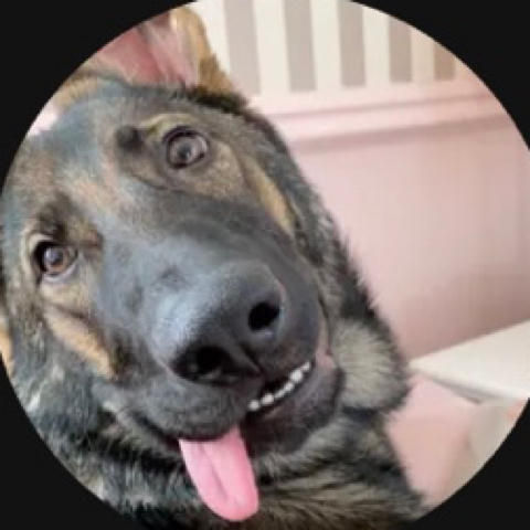 SADIE THE SABLE SHEPHERD - Linkbio | Instabio