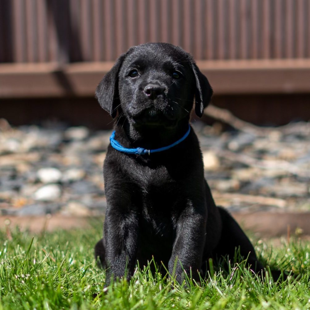 O’Brien Labrador Retrievers - Linkbio | Instabio